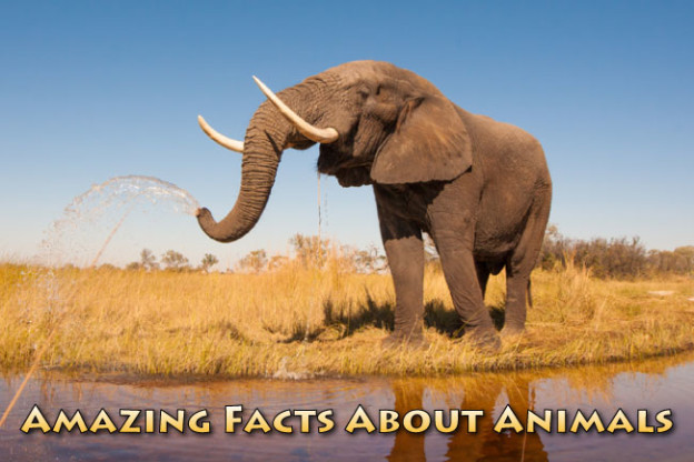 Amazing Facts About Animals With Pictures For Kids Amazing Facts About Animals With Pictures For Kids