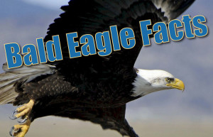 Bald Eagle Facts For Kids - Information, Pictures And More