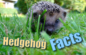 Hedgehog Facts For Kids & Adults, With Pictures & In-Depth Information