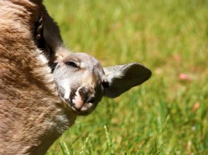 Kangaroo Information And Facts For Kids