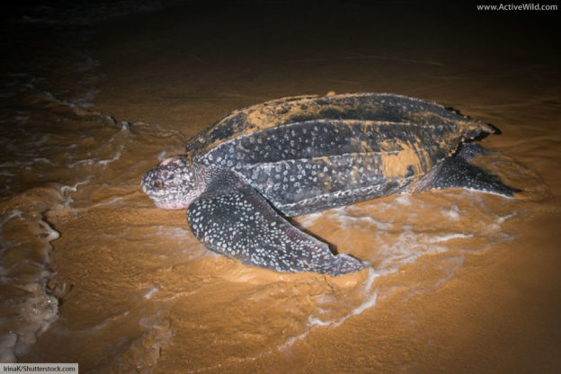 Sea Turtles Facts, Pictures & Information for Kids & Adults: Ultimate Guide