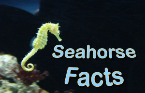 Seahorse Facts For Kids Pictures, Information & Activities