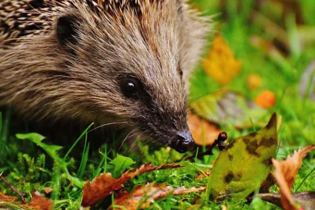 Hedgehog Facts For Kids & Adults, With Pictures & In-Depth Information