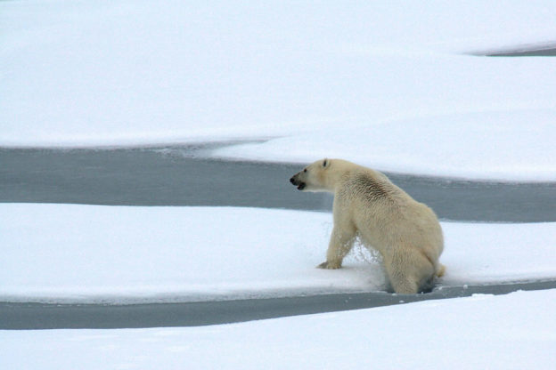 Polar Bears Facts: Information, Pictures & Video For Kids & Adults