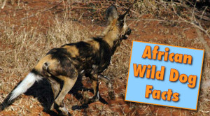 African Wild Dog Facts & Information from Active Wild