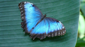 Blue Morpho Butterfly Facts, Information, Pictures & Video