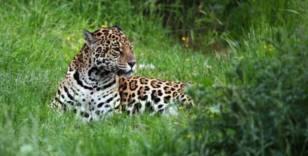 Facts About The Amazon Rainforest - The Ultimate Guide