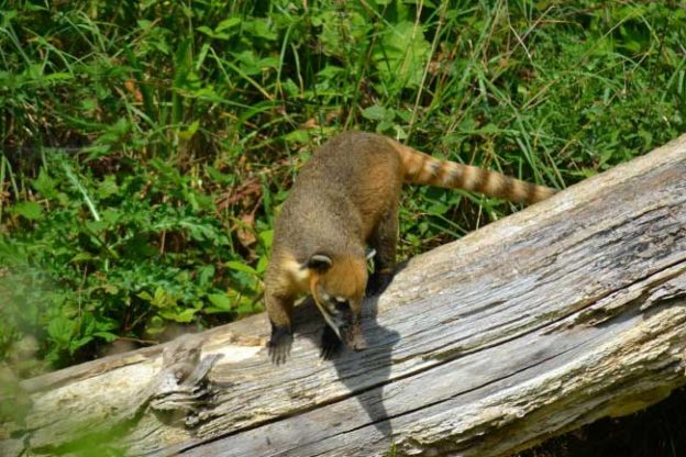 Raccoon Facts, Pictures & Information. Procyon Lotor Fact File