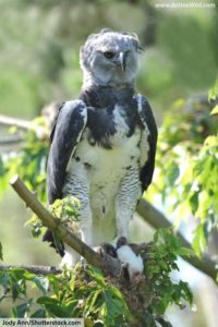 Harpy Eagle Facts, Information & Pictures From Active Wild