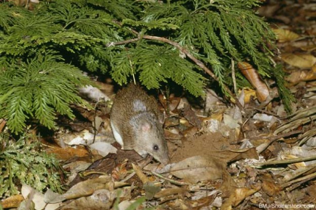 Bandicoot Facts & Information, With Pictures & Video