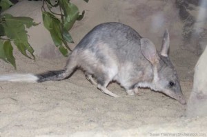 Bandicoot Facts & Information, With Pictures & Video