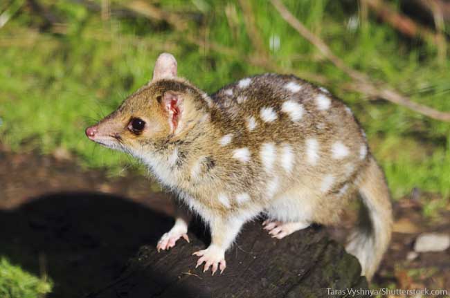 Australian Animals List, With Pictures, Facts & Information.