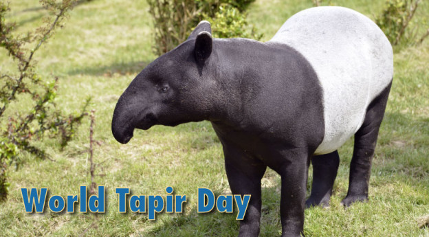 Celebrate World Tapir Day - Free Printable Factsheet