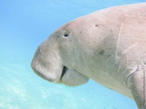 Dugong Facts, Information, Pictures & Video.