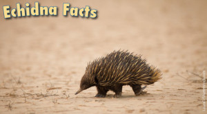 Echidna Facts, Information And Pictures From Active Wild