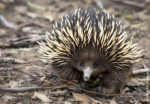 What Is A Mammal? Mammal Characteristics & Definition With Pictures & Facts