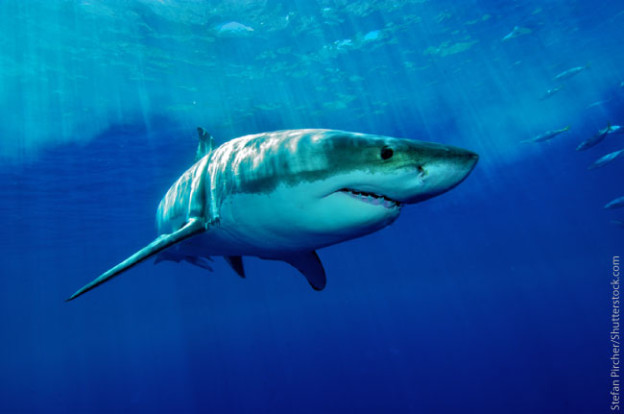 Great White Shark Facts – Interesting Info On The Apex Predator