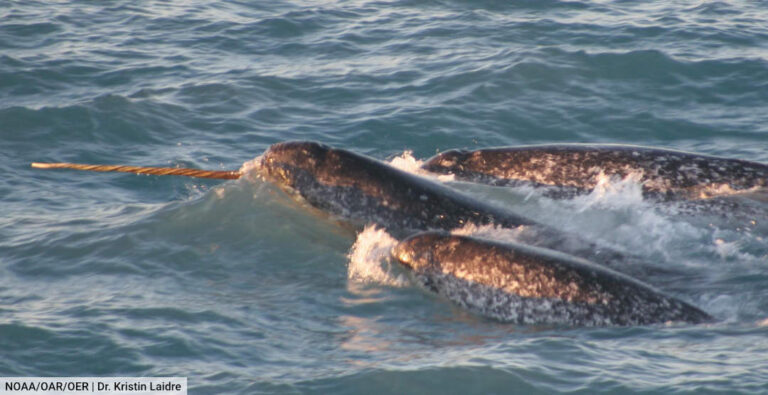 Narwhal Facts, Pictures & In-Depth Information | Environment.org