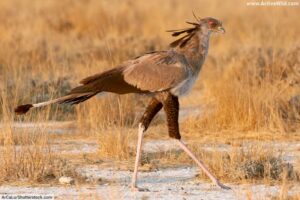 Weird Birds Pictures & Facts – The World's Strangest Bird Species