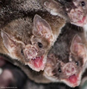 Vampire Bat Facts, Pictures, Information & Video