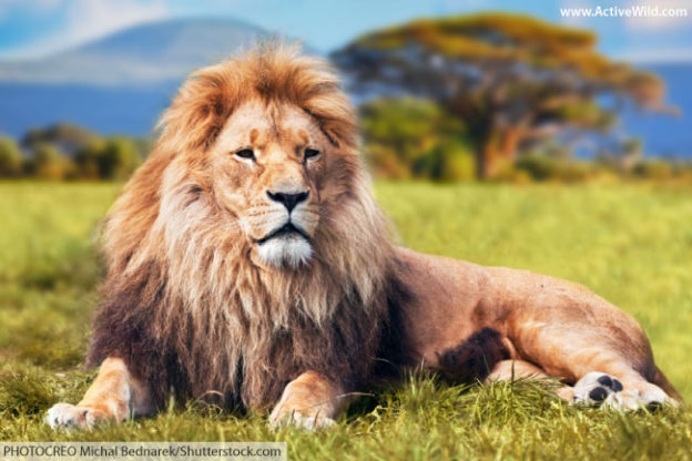 Fun Facts On Cats For Kids & Adults: Info On Domestic & Wild Cats