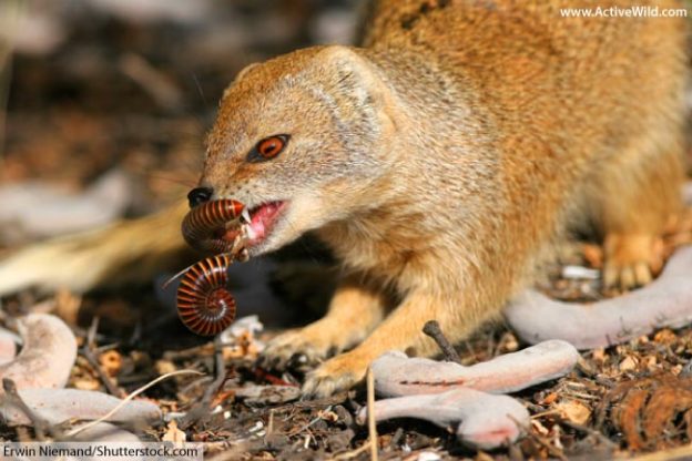 African Animals List With Pictures, Facts, Information & Worksheet