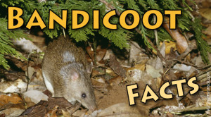 Bandicoot Facts & Information, With Pictures & Video