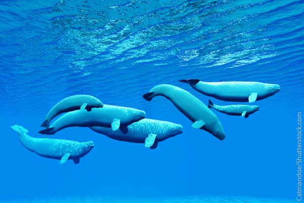 Arctic Animals List With Pictures, Facts & Information