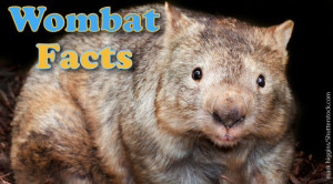 Wombat Facts, Pictures & Information For Kids & Adults.