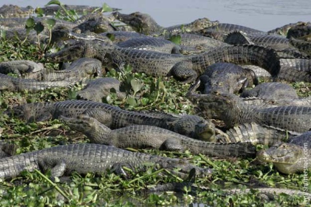 Caiman Facts For Kids With Information, Pictures & Video
