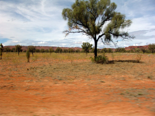 Bilby Facts For Kids - Information, Pictures & Video