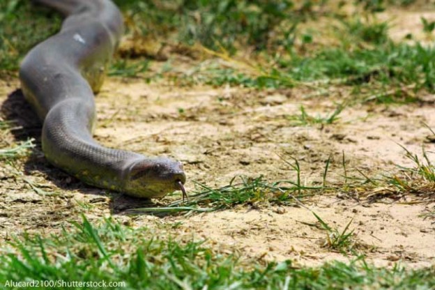 Animals In The Amazon Rainforest: Pictures, Info & Facts
