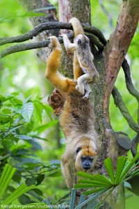 Amazon Rainforest Monkeys Pictures, Facts & Information