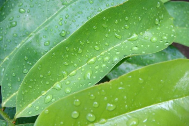 Facts About The Amazon Rainforest - The Ultimate Guide