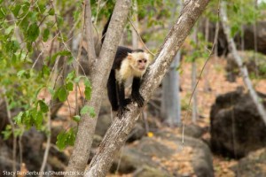 Amazon Rainforest Monkeys Pictures, Facts & Information
