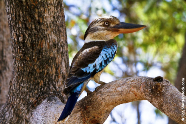 Kookaburra Facts For Kids: Information, Pictures & Video
