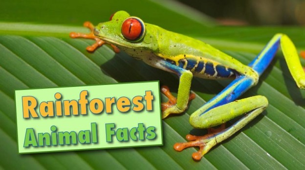 Amazing Facts About Animals With Pictures For Kids