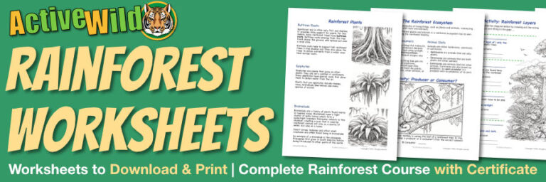 Plants In The Tropical Rainforest Pictures, Facts, Information