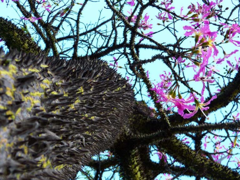 Tropical Rainforest Plants List, Information, Pictures & Facts