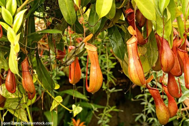 Tropical Rainforest Plants List, Information, Pictures & Facts