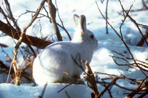 Arctic Hare Facts For Kids: Information, Pictures & Video