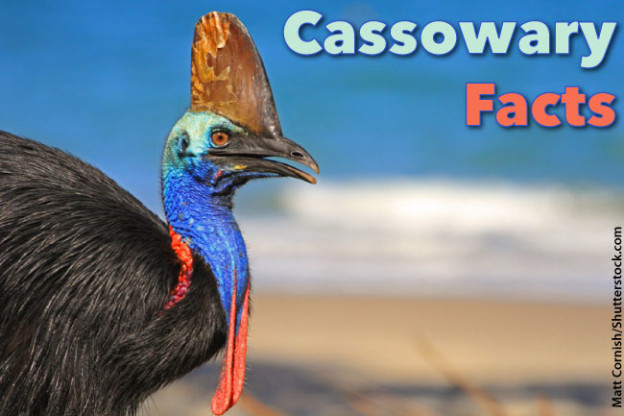 Cassowary Facts For Kids: Information, Pictures & Video