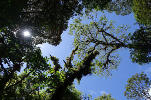 Rainforest Layers: Discover The Layers Of A Rainforest - Facts & Pictures