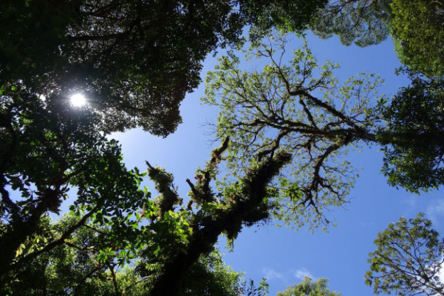 Rainforest Layers: Discover The Layers Of A Rainforest - Facts & Pictures