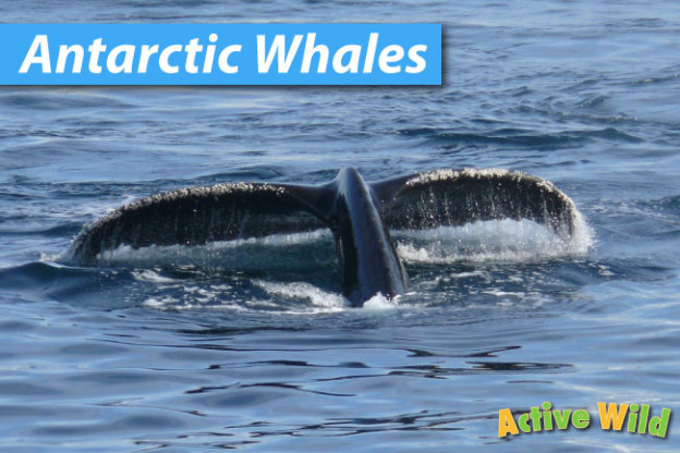 Antarctic Whales Pictures & Facts List Of Whales In Antarctica
