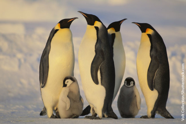Antarctic Penguins Facts & Pictures: Penguins In Antarctica.