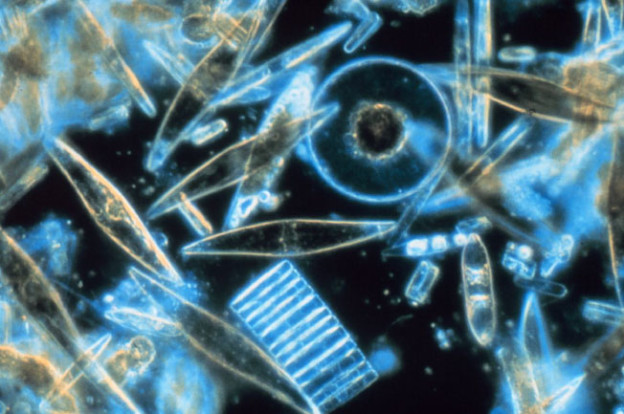 Marine Biology And The Role Of A Marine Biologist