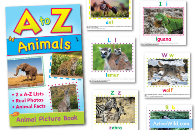 Animal Picture Book. Explore The Animal Kingdom & The Alphabet