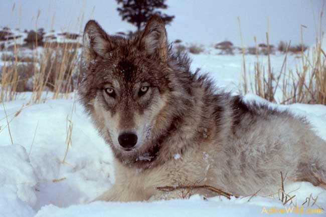 Wild Dog Species List With Pictures: Types Of Wild Dogs