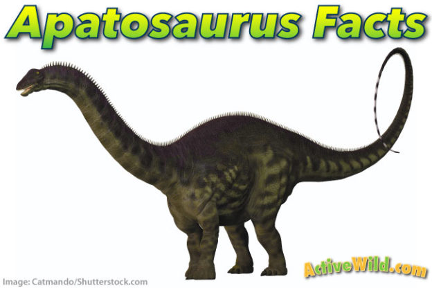 Apatosaurus Facts For Kids, Students & Adults: Information & Pictures